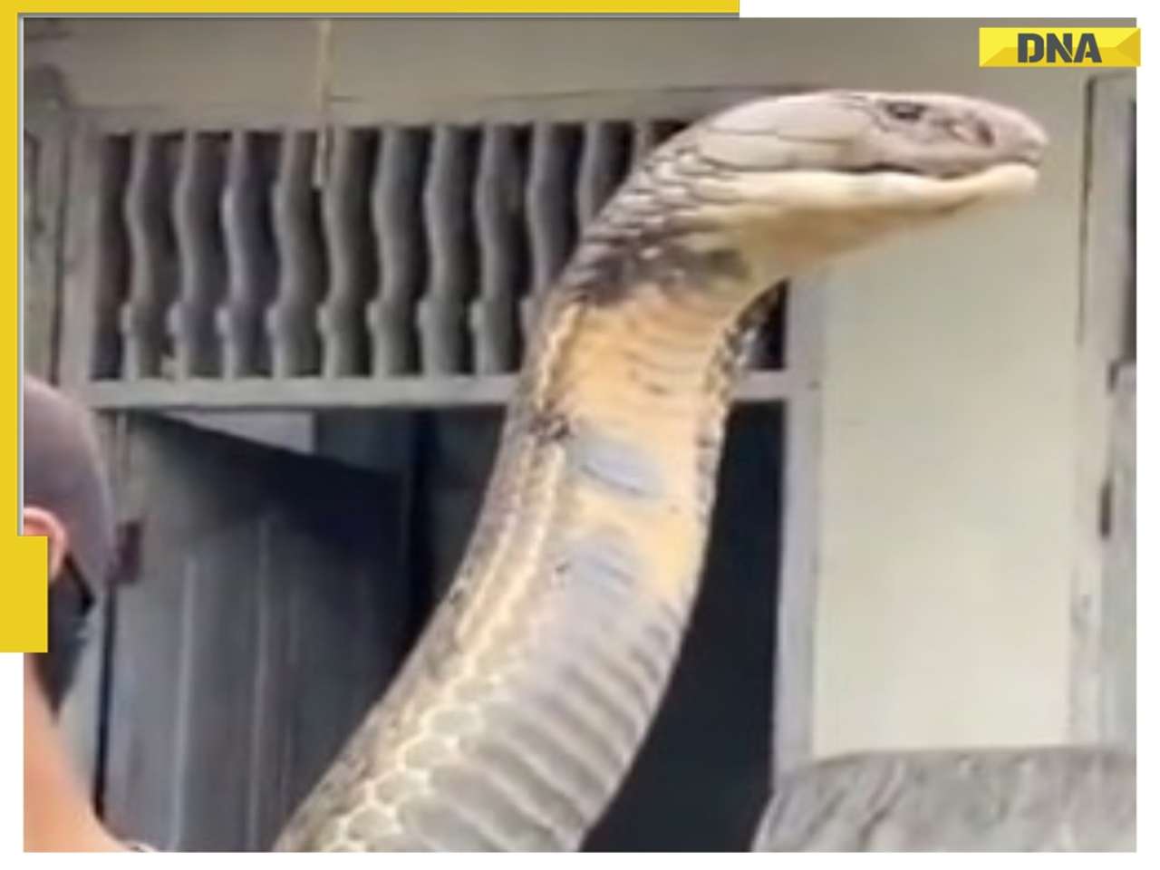 'Miracle Of God...': WATCH this terrifying video of an 18-foot-long ...