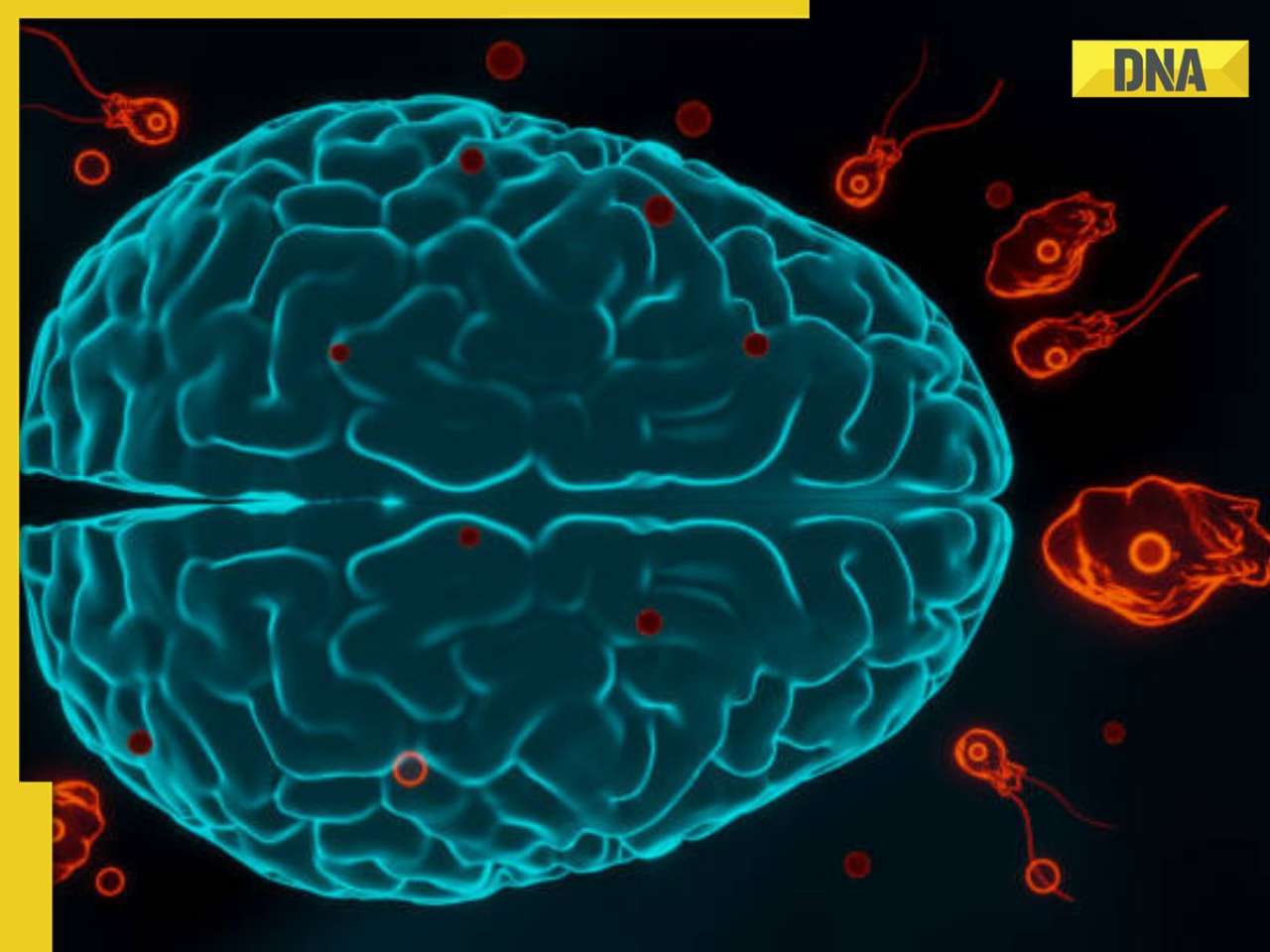 What is brain-eating amoeba? Reason behind death of 9-year-old girl in ...