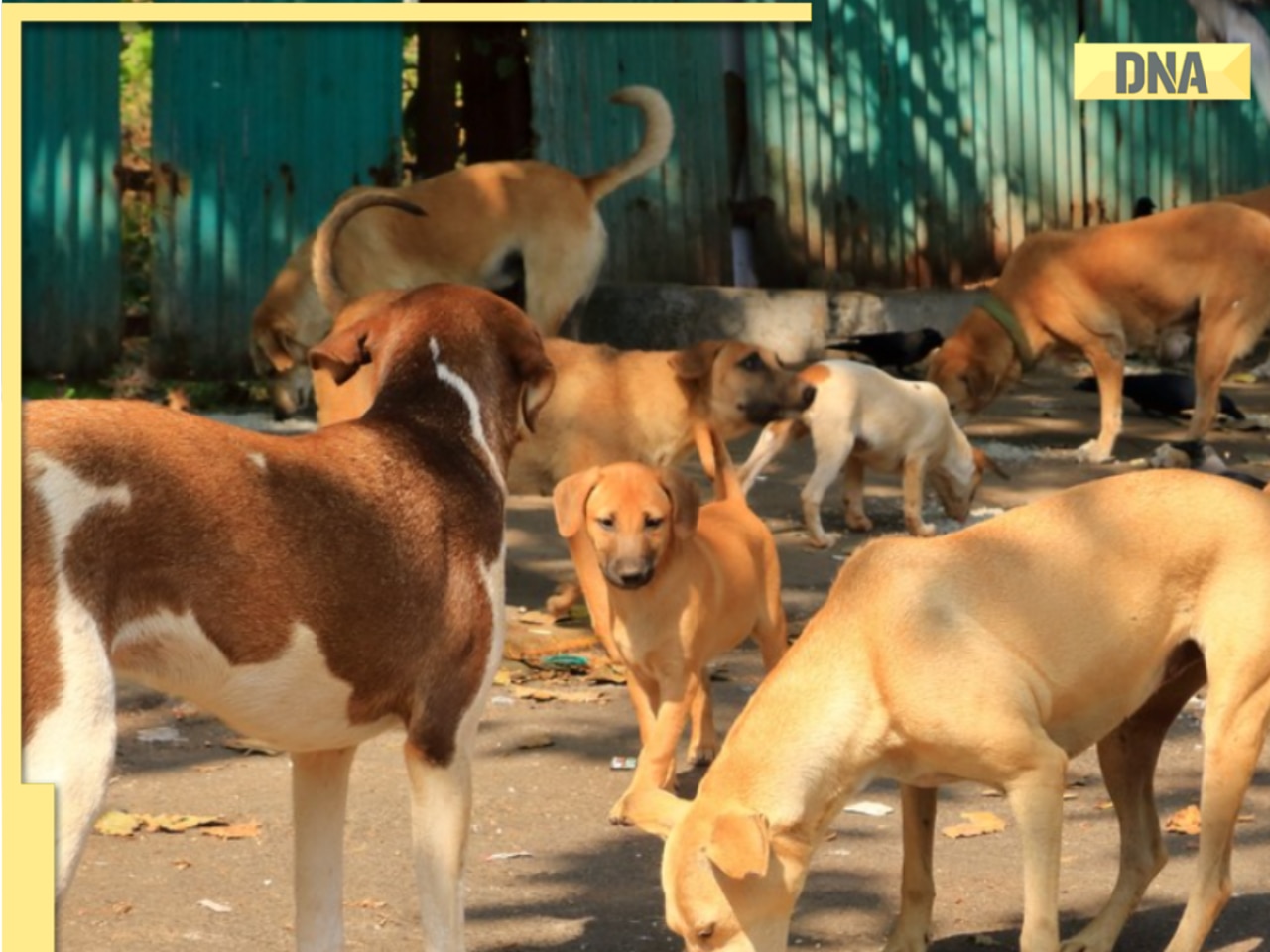 Supreme Court's BIG verdict on removal of stray dogs in Delhi-NCR today