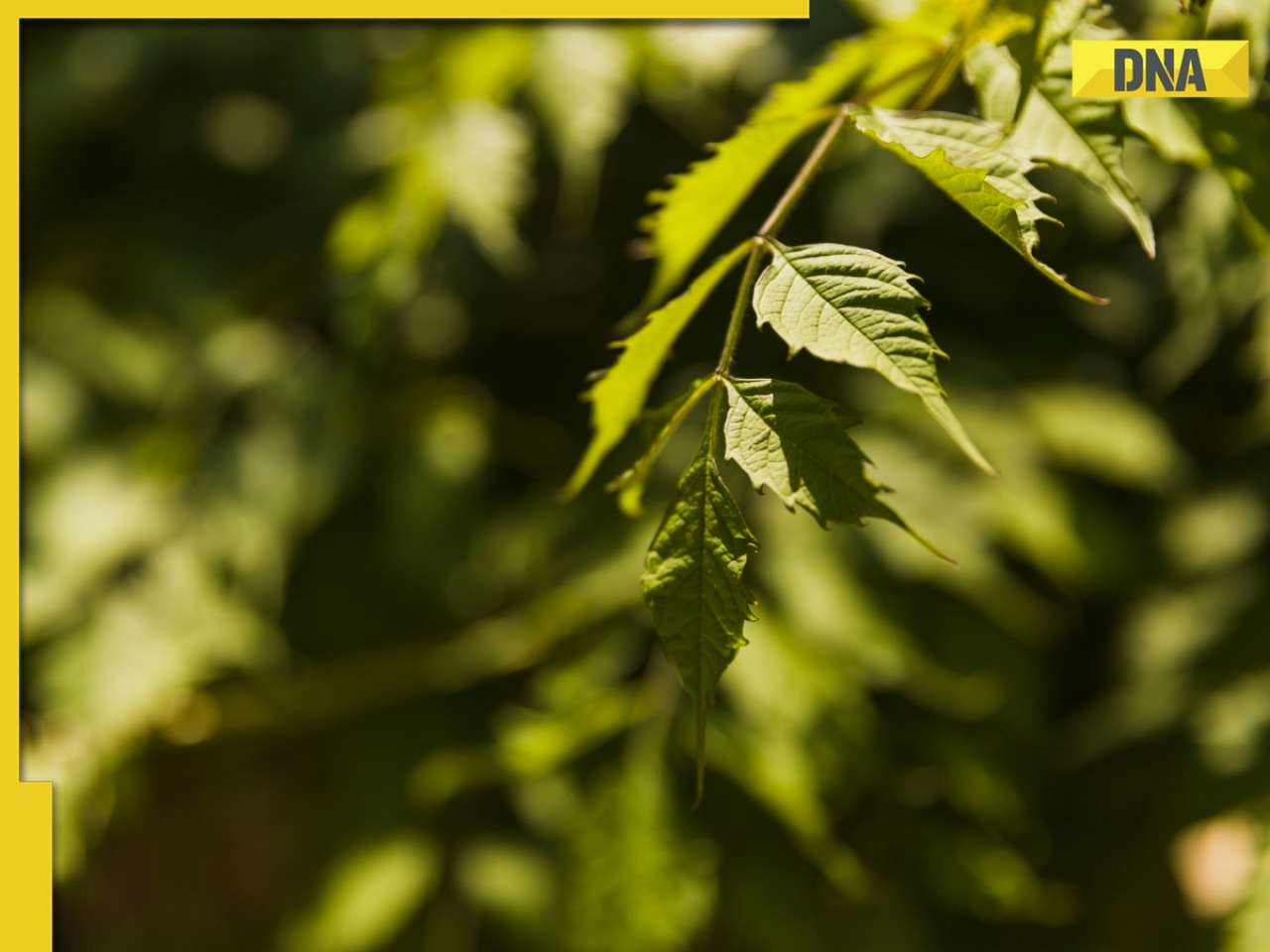 Did you know by planting Malabar neem tree you can earn Rs 1 crore in 10 years? Here's how