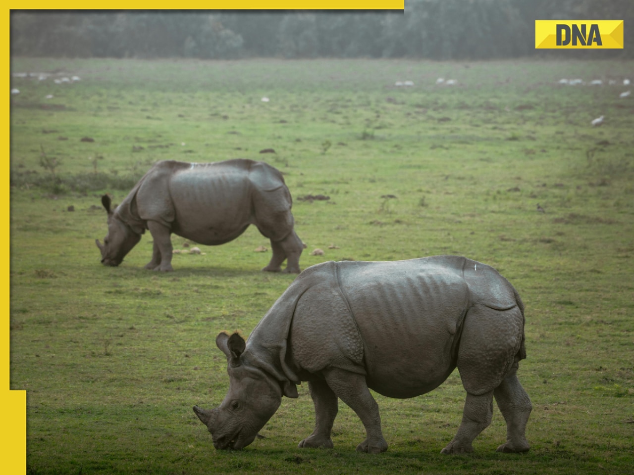 World Rhino Day 2025: Explore 6 Indian destinations to spot the giant one-horned rhino