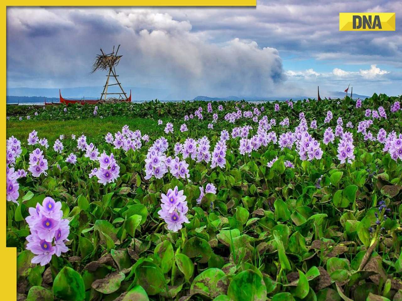 This ‘Terror of Bengal’ flower has hidden healing powers, but it is ...