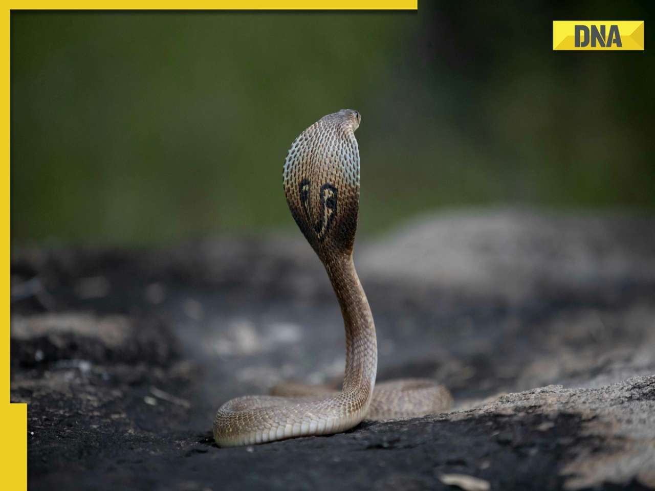 BIZARRE! In this Indian village, people keep cobras as pets; children ...