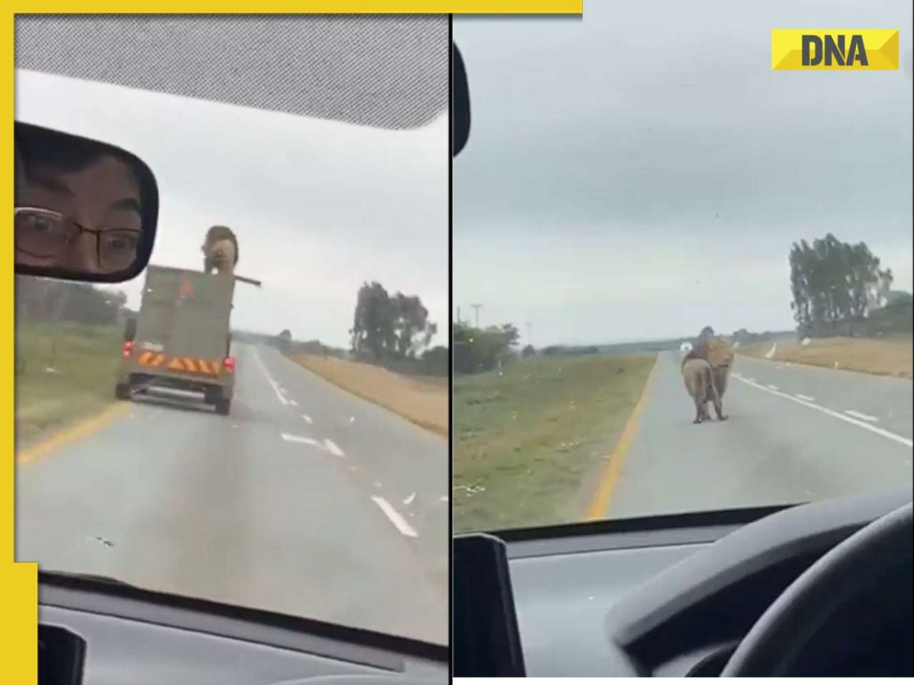 Viral video shows lion making daring escape in moving truck while being ...