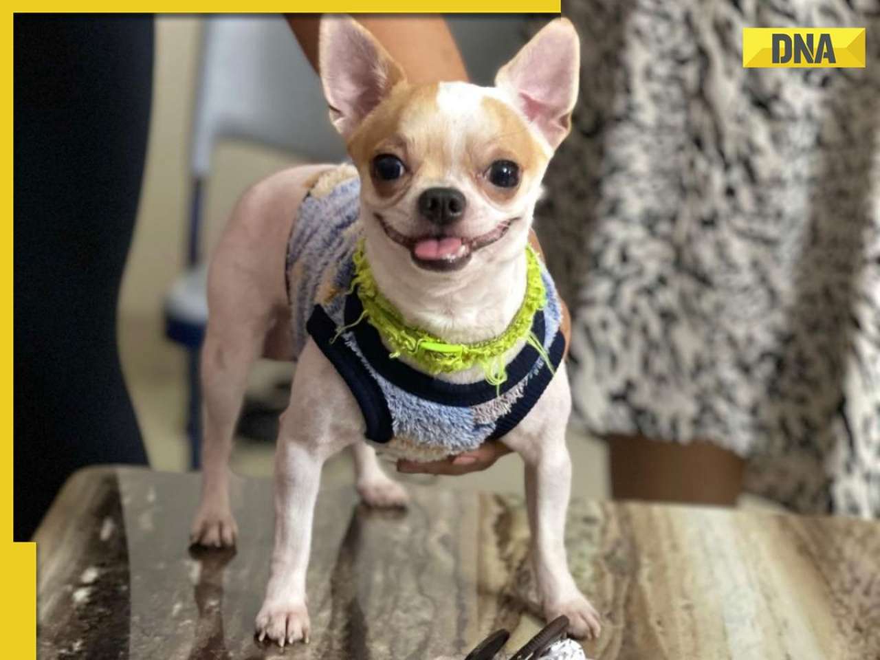 Bengaluru shocker! Viral video shows domestic help assaulting pet dog ...