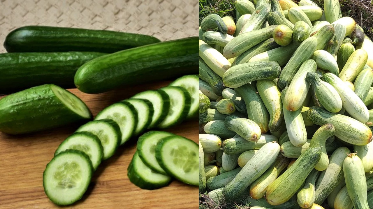 English Cucumber vs Desi Cucumber: Know key differences, health benefits, flavour, and more