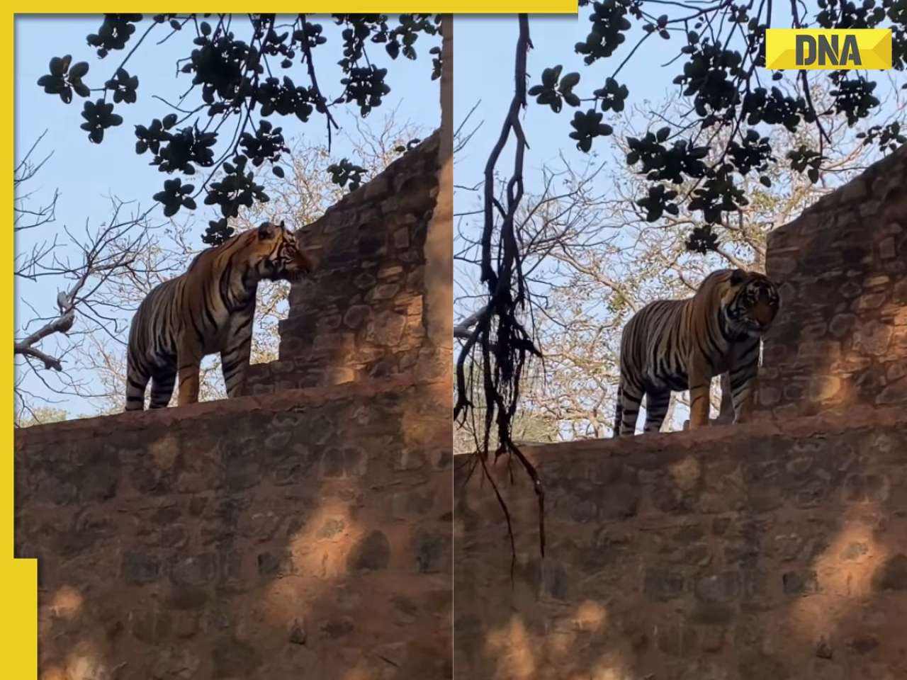 Viral News, Latest Trending News, Off Beat Stories, Social Media ...