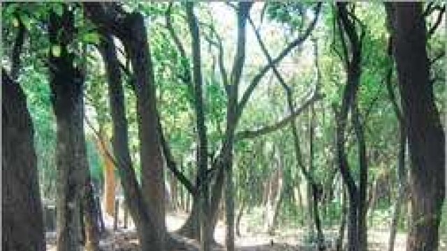 Marayur sandal reserve looks for a saviour in VS