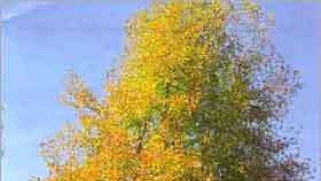 World's largest Chinar tree in Kashmir
