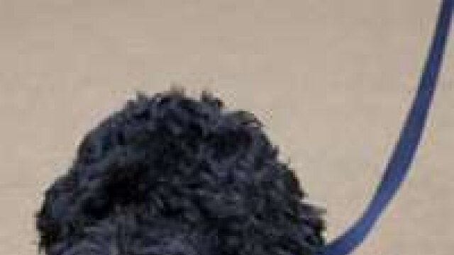 America's First Dog 'Bo' is an instant star