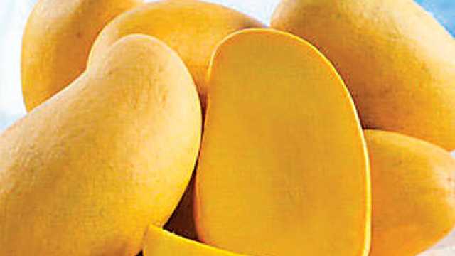 In the Mango orchard