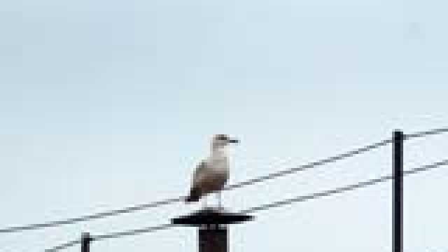 Seagull on Sistine Chapel chimney flies to fame as Papal Conclave goes on