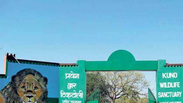 MP all set to welcome lions