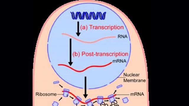 Biggest family tree of human cells created