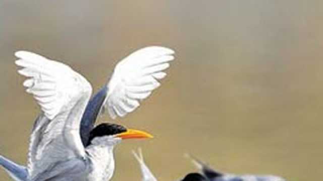 Humans may develop beaks in future, says scientist