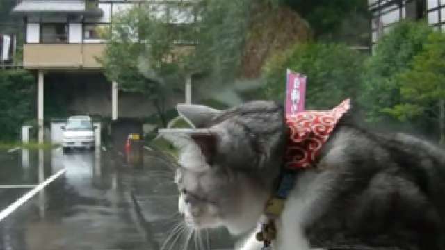 Viral video: Watch this cat in race with windshield wipers