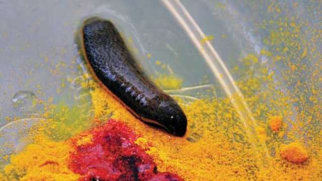 Seminar to prove leeches can be used to treat diseases