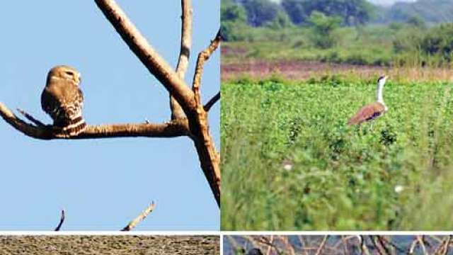 8 bird species from Mumbai fly into endangered list