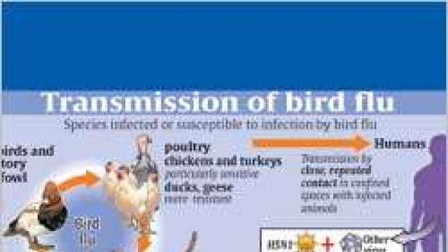 Chemotherapy treatment for bird flu patients