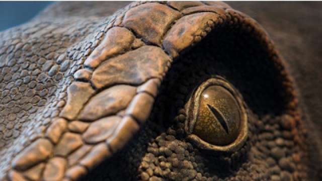 Ancient 'chicken from hell' dinosaur lived with alongside T.Rex 66 ...