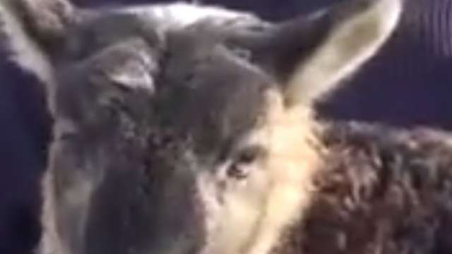 Sad? Watch this cute geep and smile