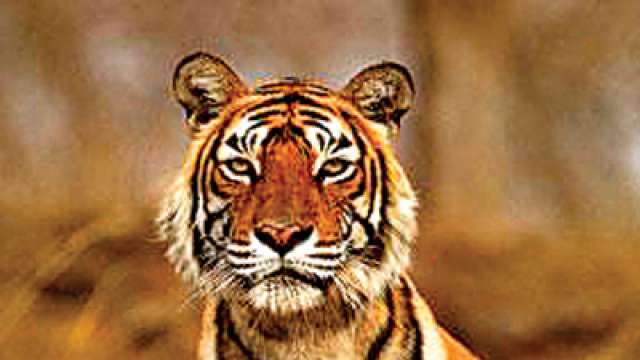 Rajasthan to immortalise world's most photographed tigress