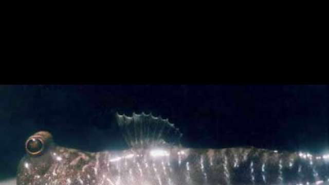 'Walking fish' unveil mystery of human evolution on land 400 million ...