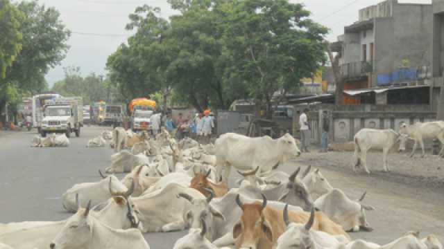 Locals block Jammu-Srinagar highway over cow slaughter; 2 held
