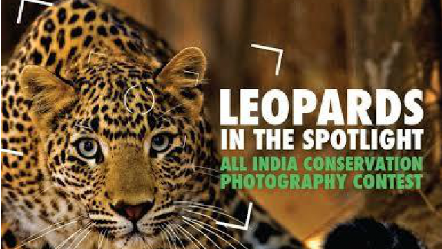 All India Leopard photography contest begins in Mumbai