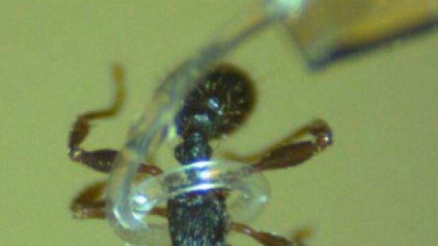 Tiny robots get micro-tentacles to handle delicate objects