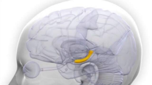 Scientists reveal how your brain forms memories