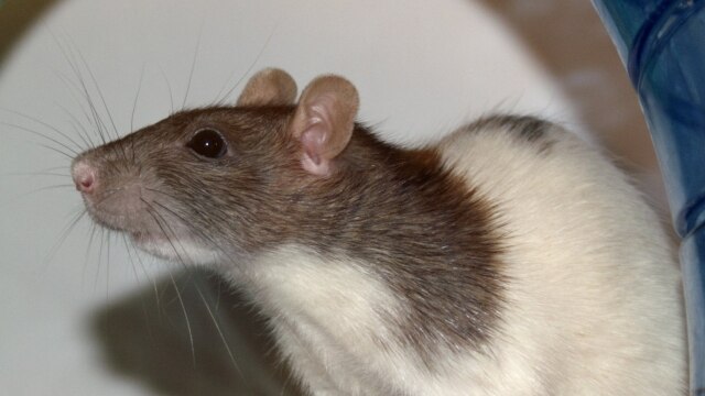 Mouse causes stampede in Casablanca mosque, more than 80 injured