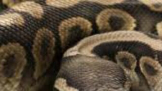 Eight feet long python snared in temple in Haryana