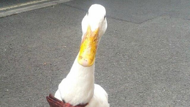 Alcohol-loving duck 'Star' got into a pub brawl!