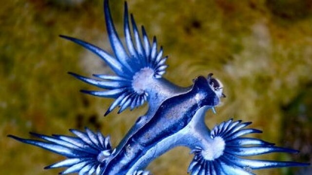 Watch: Rare and spectacular Blue Dragon washes ashore in Australia