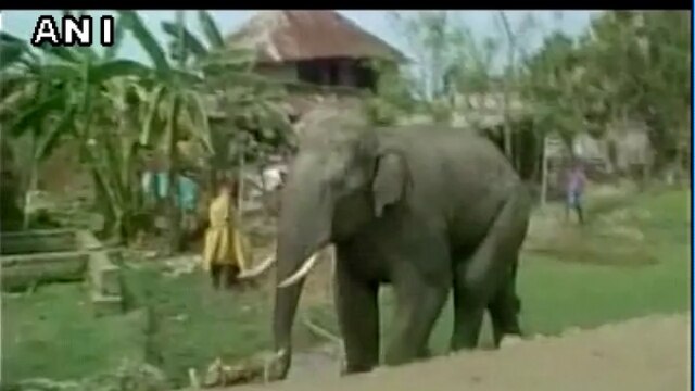 Watch: Herd of eight elephants go on rampage in West Bengal village