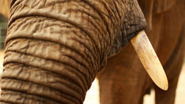 One-million-year-old elephant tusk discoverd in Pakistan