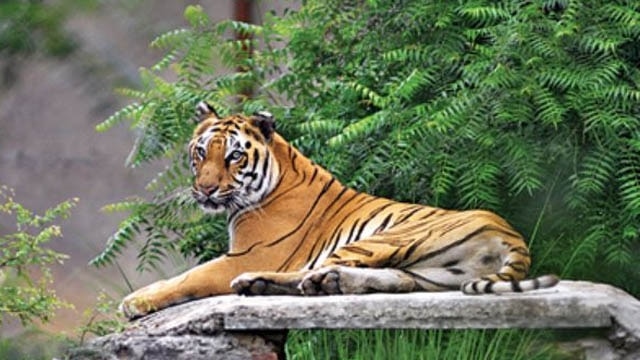 Maharashtra project to radio collar Vidarbha tigers
