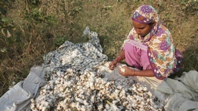 Cotton price rise may lead to 10% drop in exports