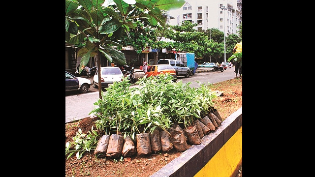 Maharashtra: Government to give 'tree credits' as an incentive for ...