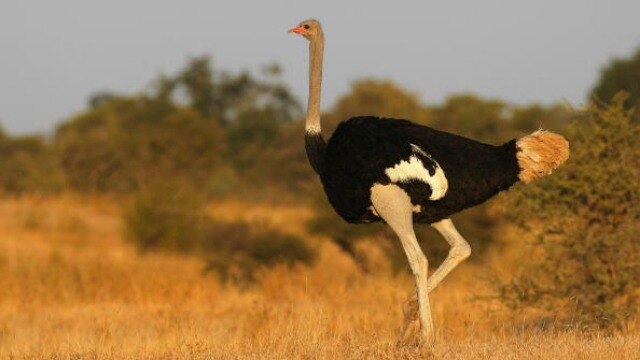 50 million-year-old fossil identified as relative of Ostriches