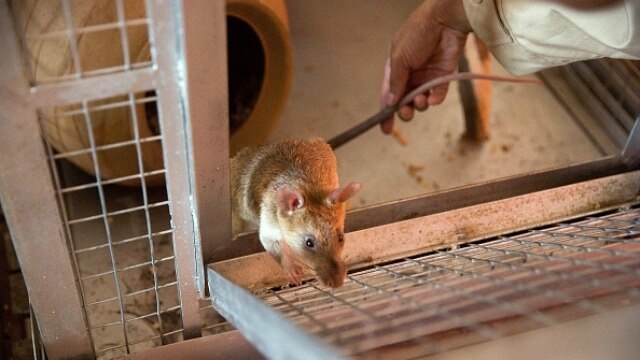 New study reveals rats and cockroaches are wired with GPS