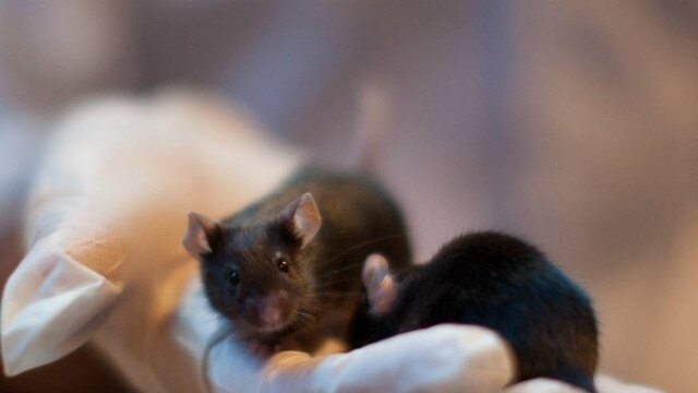 Super-sniffer mice may help detect land mines in the future
