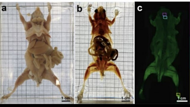 Could a study on transparent mice help map the human brain?