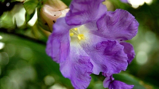 Karvi Festival organised for celebrating once-in-seven-year Karvi blooming