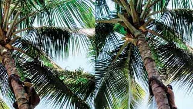 Coconut falls on man's head, resulting in death