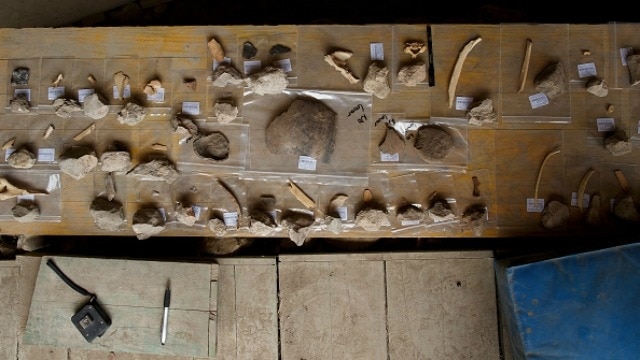 Neanderthals created specialised bone tools: Study