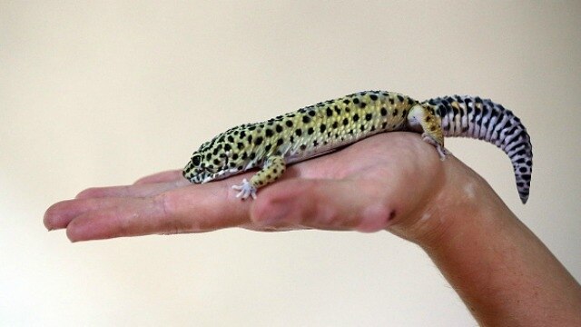 Microscopic hair makes gecko feet sticky, study says