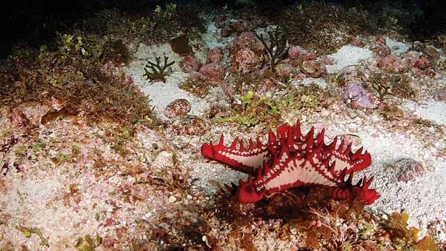 Remote vehicle to help Mangrove Cell's Angria Bank Search