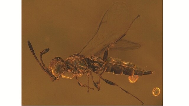 New, extinct wasp species named after David Bowie's alter ego